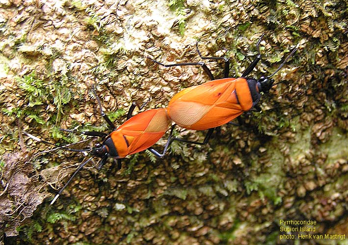 Papua Insects Foundation (Hemiptera/Heteroptera)